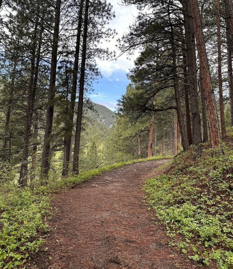 Best Hikes In Bighorn National Forest - The World Travel Girl