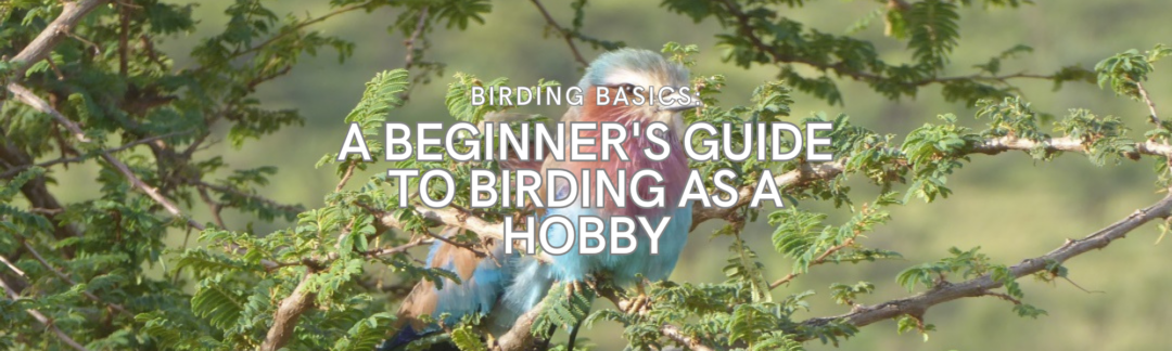 Birding Basics: A Beginner's Guide To Birding As A Hobby - The World ...