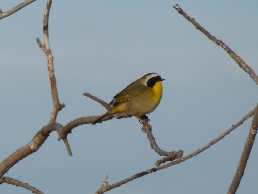 Birding Basics: A Beginner's Guide To Birding As A Hobby - The World ...