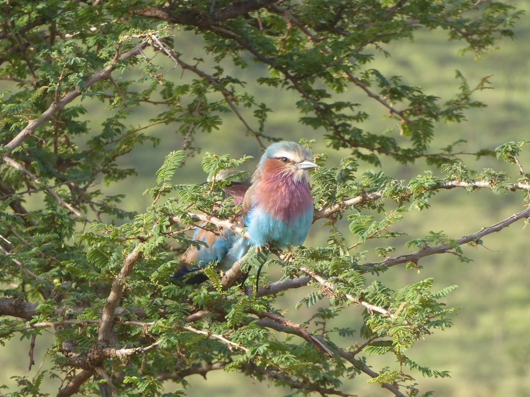 Birding Basics: A Beginner's Guide To Birding As A Hobby - The World ...