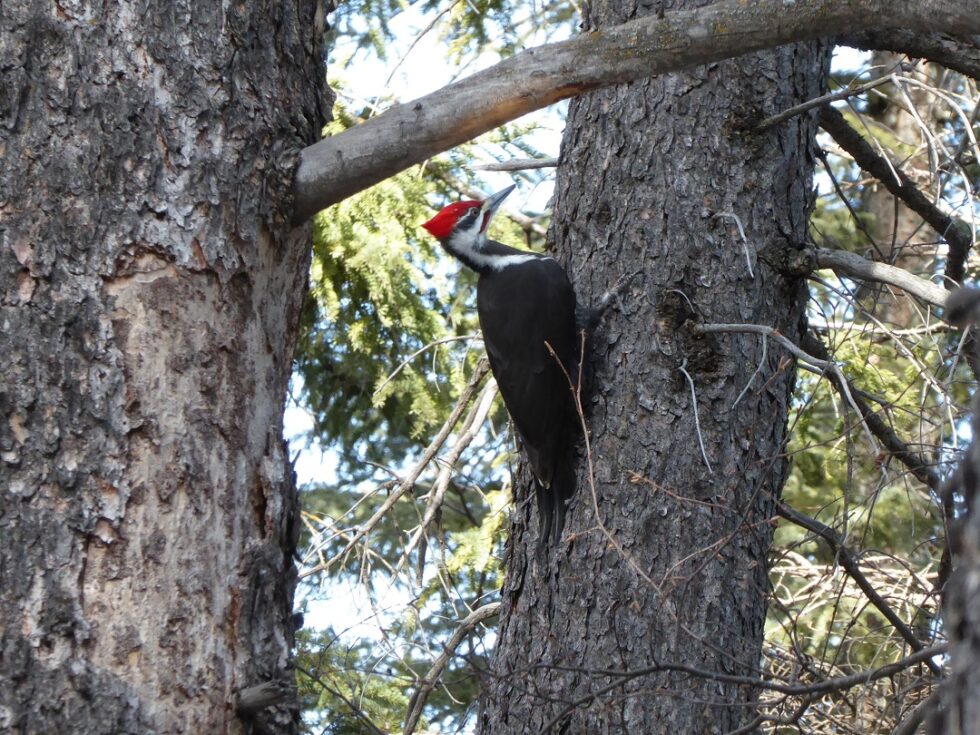 Birding Basics: A Beginner's Guide To Birding As A Hobby - The World ...