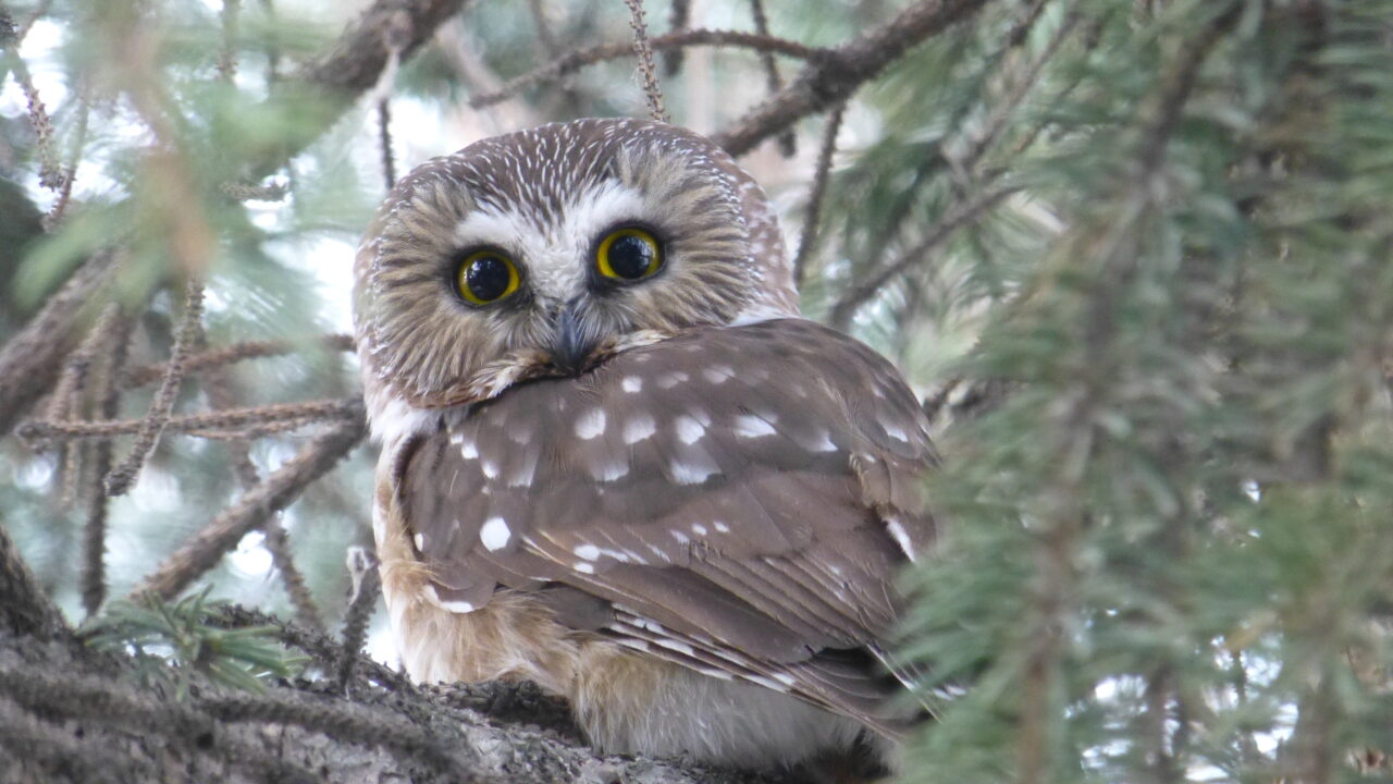 Best Birding Camera For Beginners: How To Get Started - The World ...