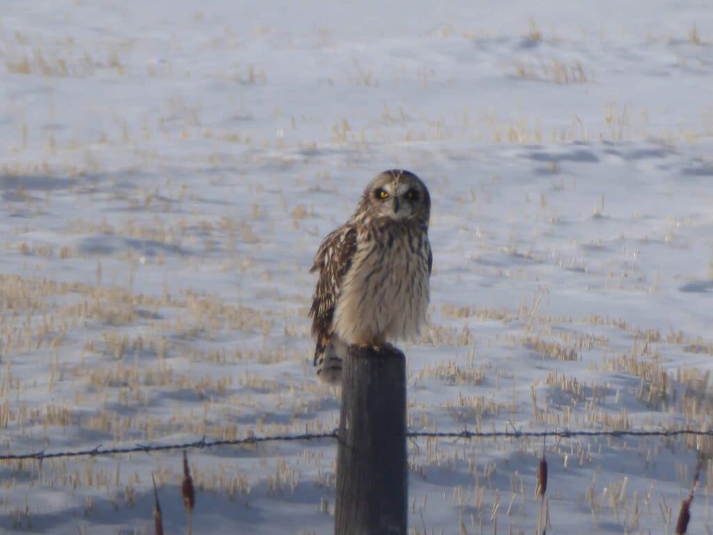 Birding Basics: A Beginner's Guide To Birding As A Hobby - The World ...