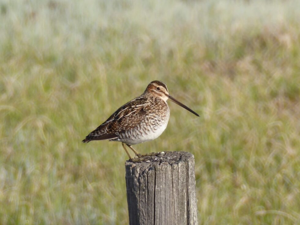 Birding Basics: A Beginner's Guide To Birding As A Hobby - The World ...
