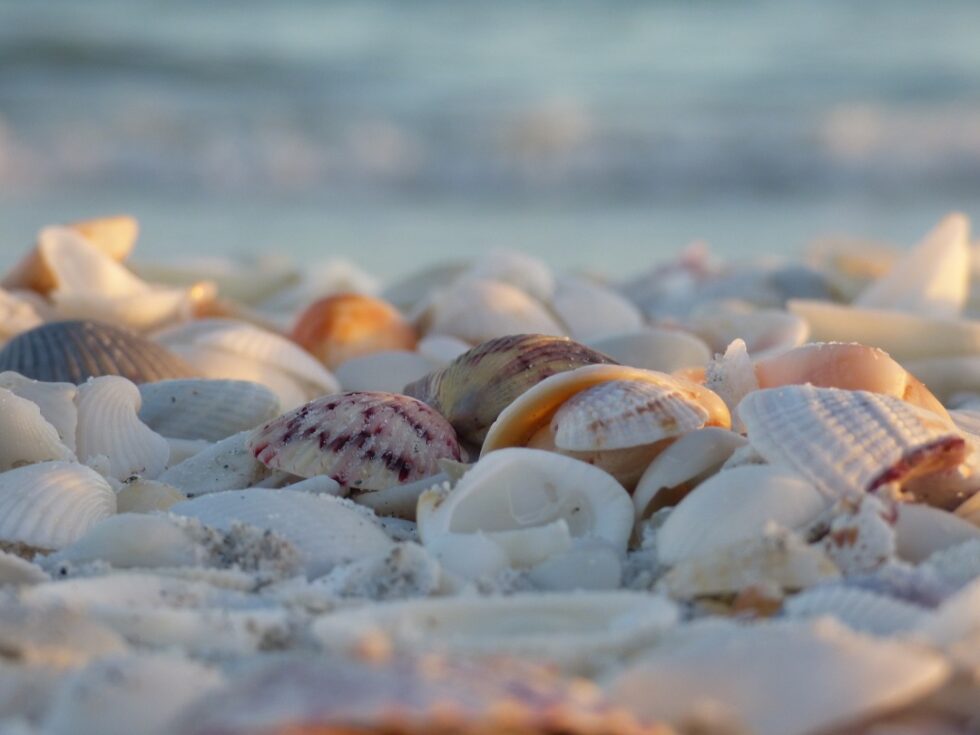 Best Things To Do On Sanibel Island: Your Guide To Adventure - The ...