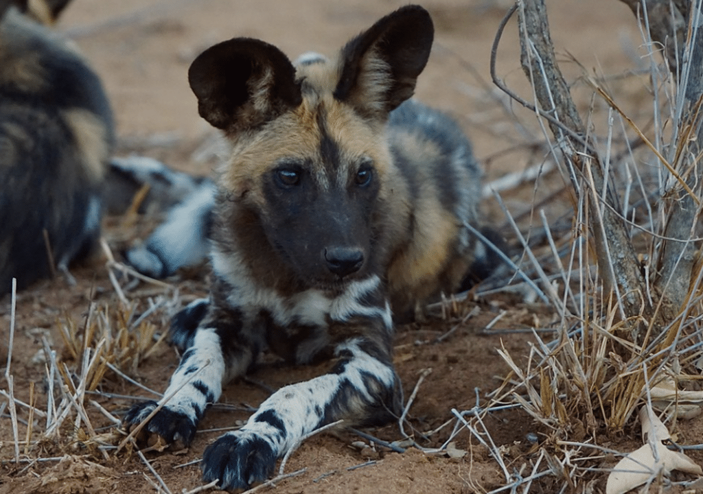 Where To See Wild Dogs In Tanzania And Everything About Them