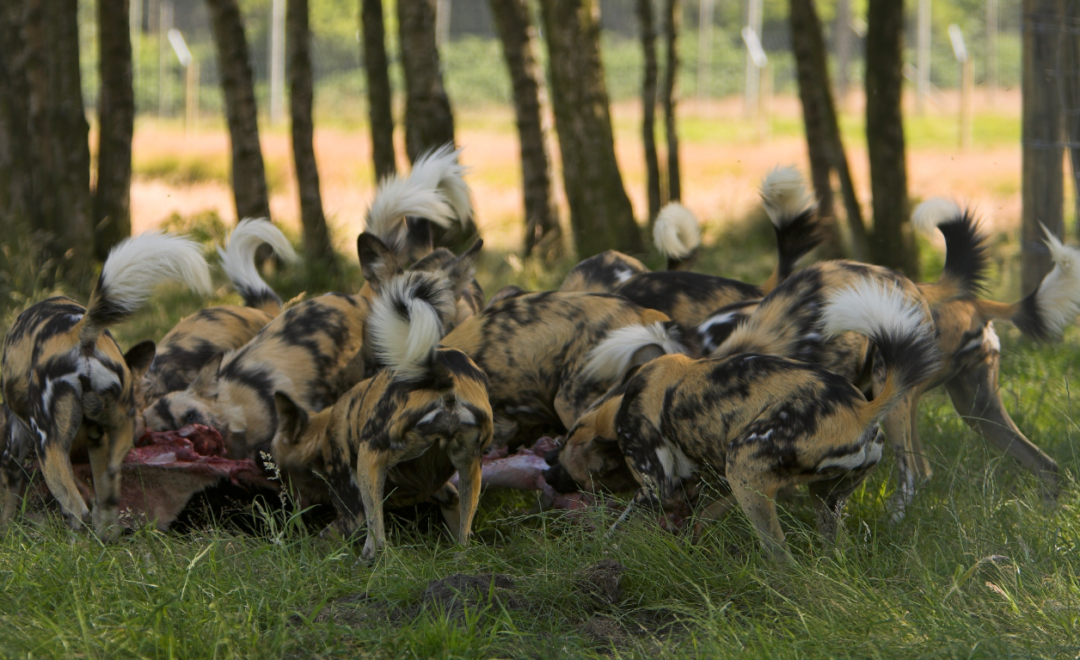 Where To See Wild Dogs In Tanzania And Everything About Them