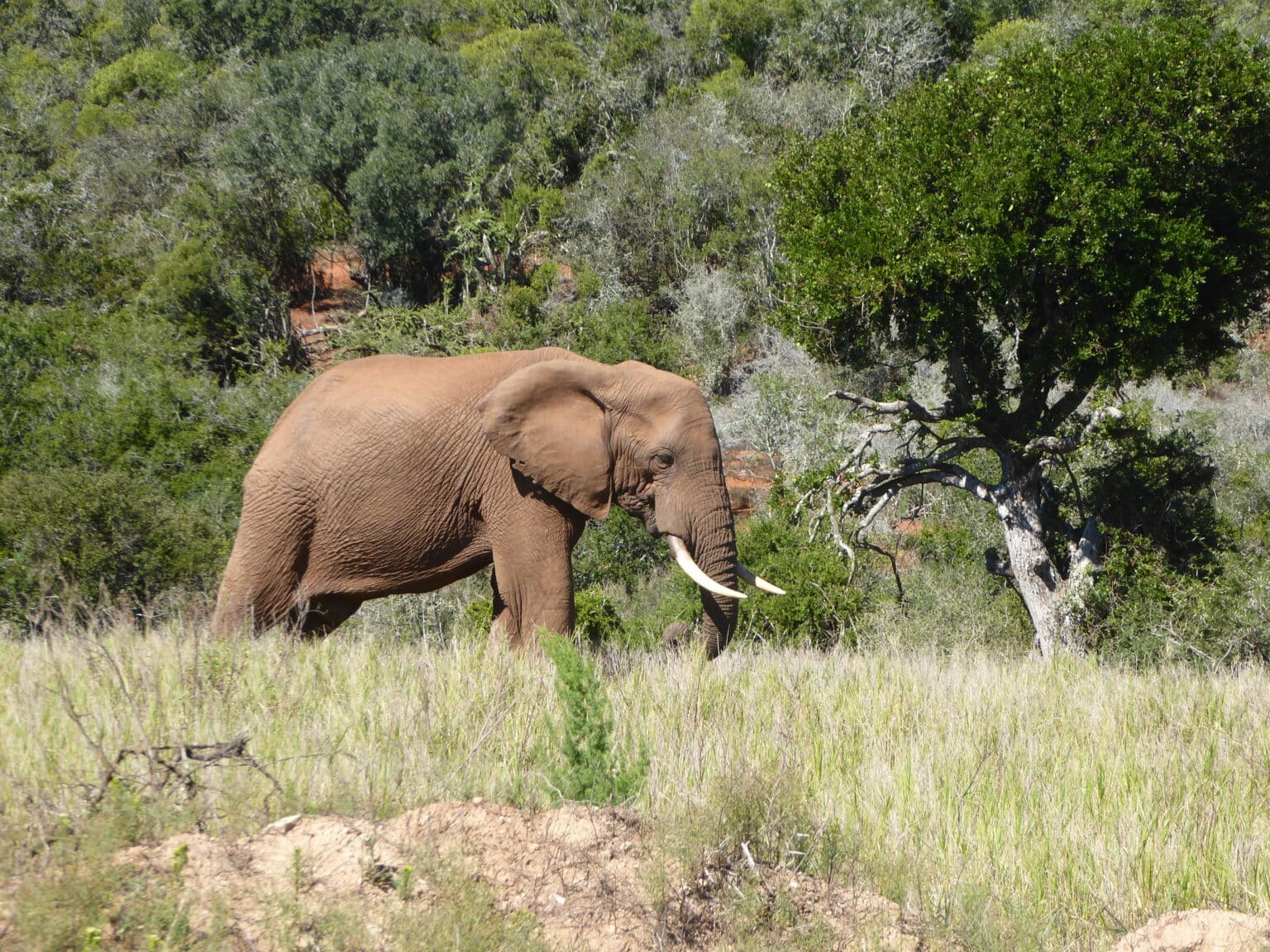 Animals You Can See In South Africa: A Wildlife Guide